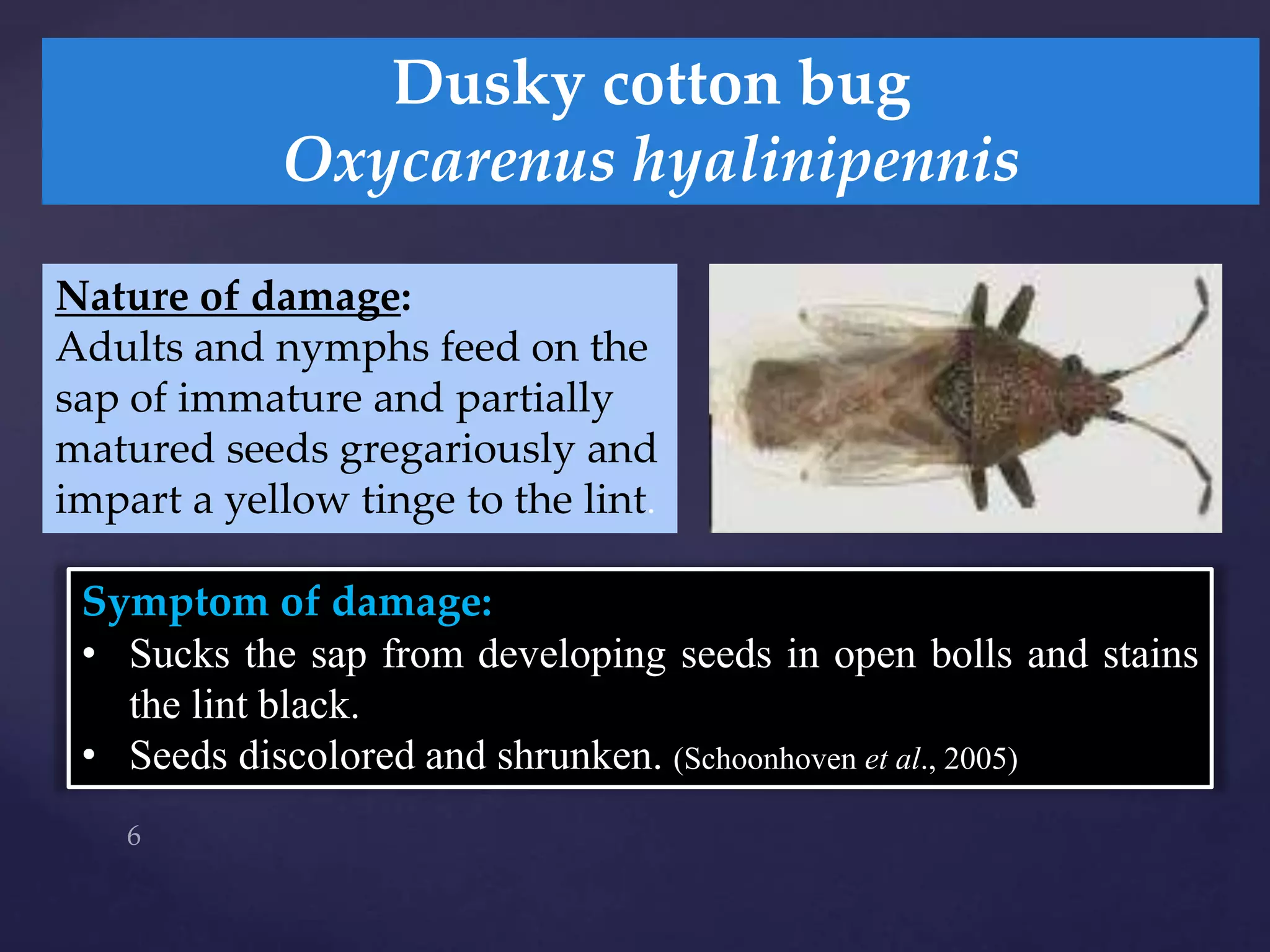 Insect pests of cotton Gossypium hirsutum | PPT