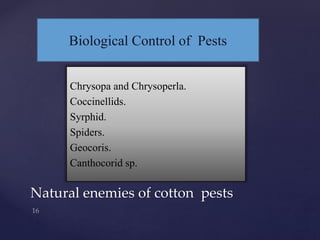 Insect pests of cotton Gossypium hirsutum | PPT