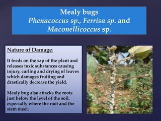 Insect pests of cotton Gossypium hirsutum | PPTX