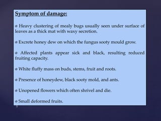 Insect pests of cotton Gossypium hirsutum | PPTX