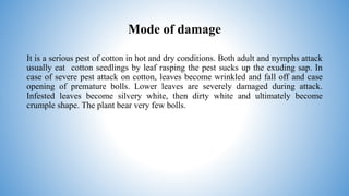 Sucking pests of cotton | PPTX