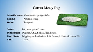 Sucking pests of cotton | PPTX