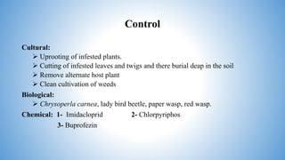 Sucking pests of cotton | PPTX