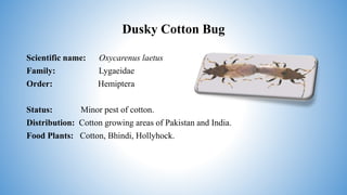 Sucking pests of cotton | PPTX