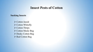 Sucking pests of cotton | PPTX