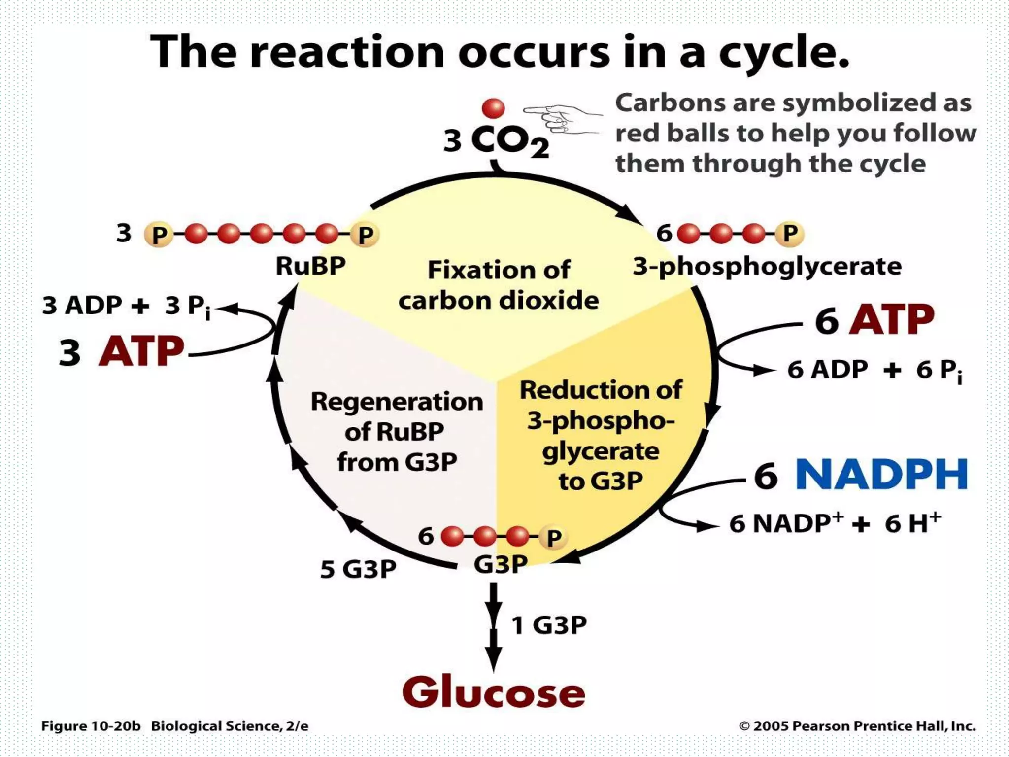 Photosynthesis process, Sucrose formation | PPTX