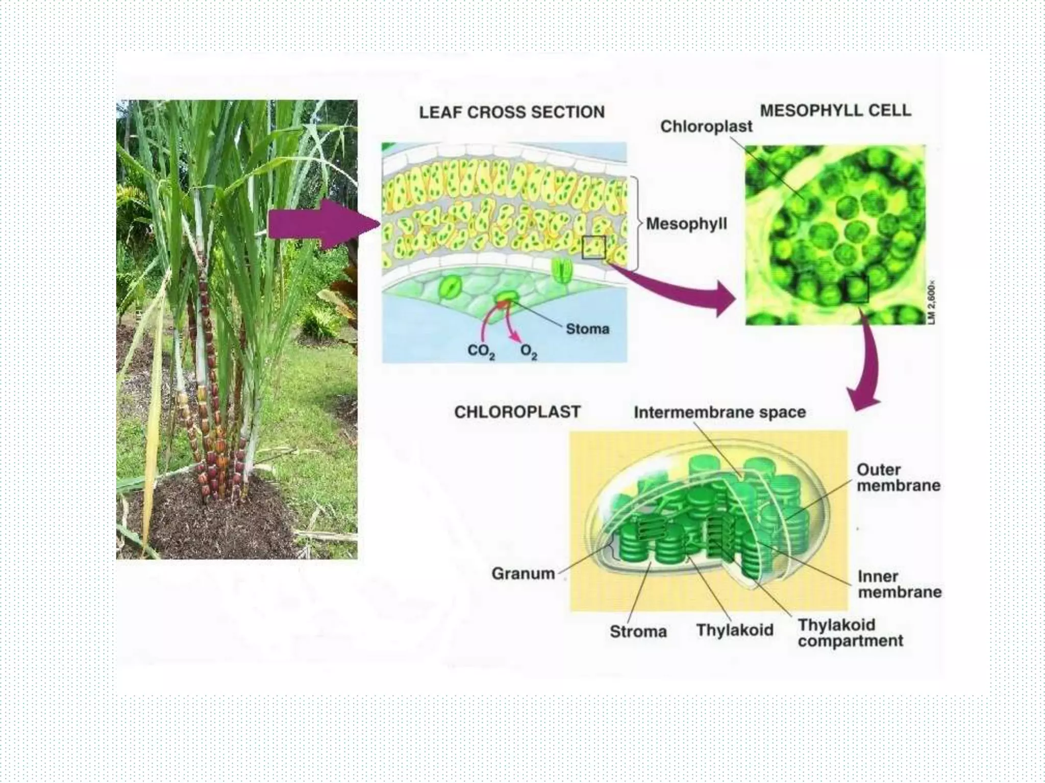Photosynthesis process, Sucrose formation | PPTX