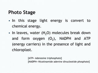 Photosynthesis process, Sucrose formation | PPTX