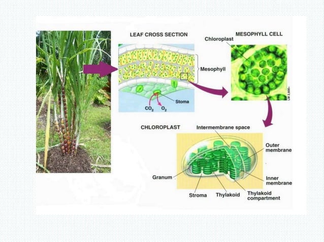 Photosynthesis process, Sucrose formation | PPTX | Chemistry | Science