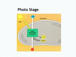 Photosynthesis process, Sucrose formation | PPTX | Chemistry | Science