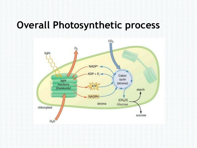 Photosynthesis process, Sucrose formation
