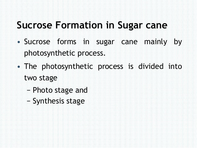 Photosynthesis process, Sucrose formation