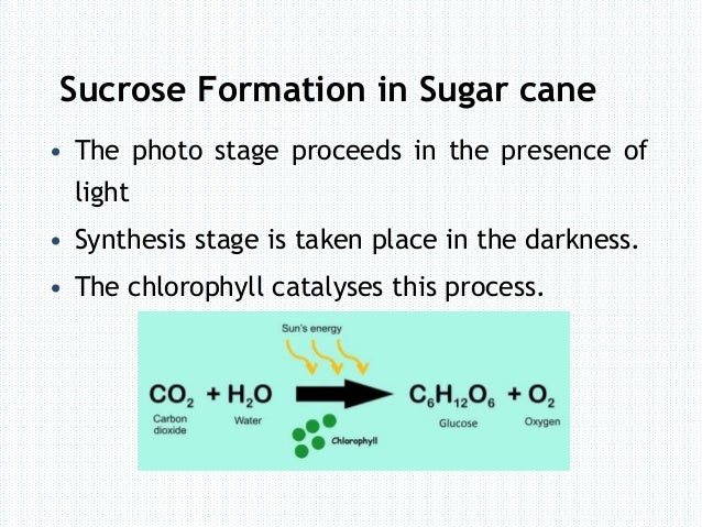 Photosynthesis process, Sucrose formation