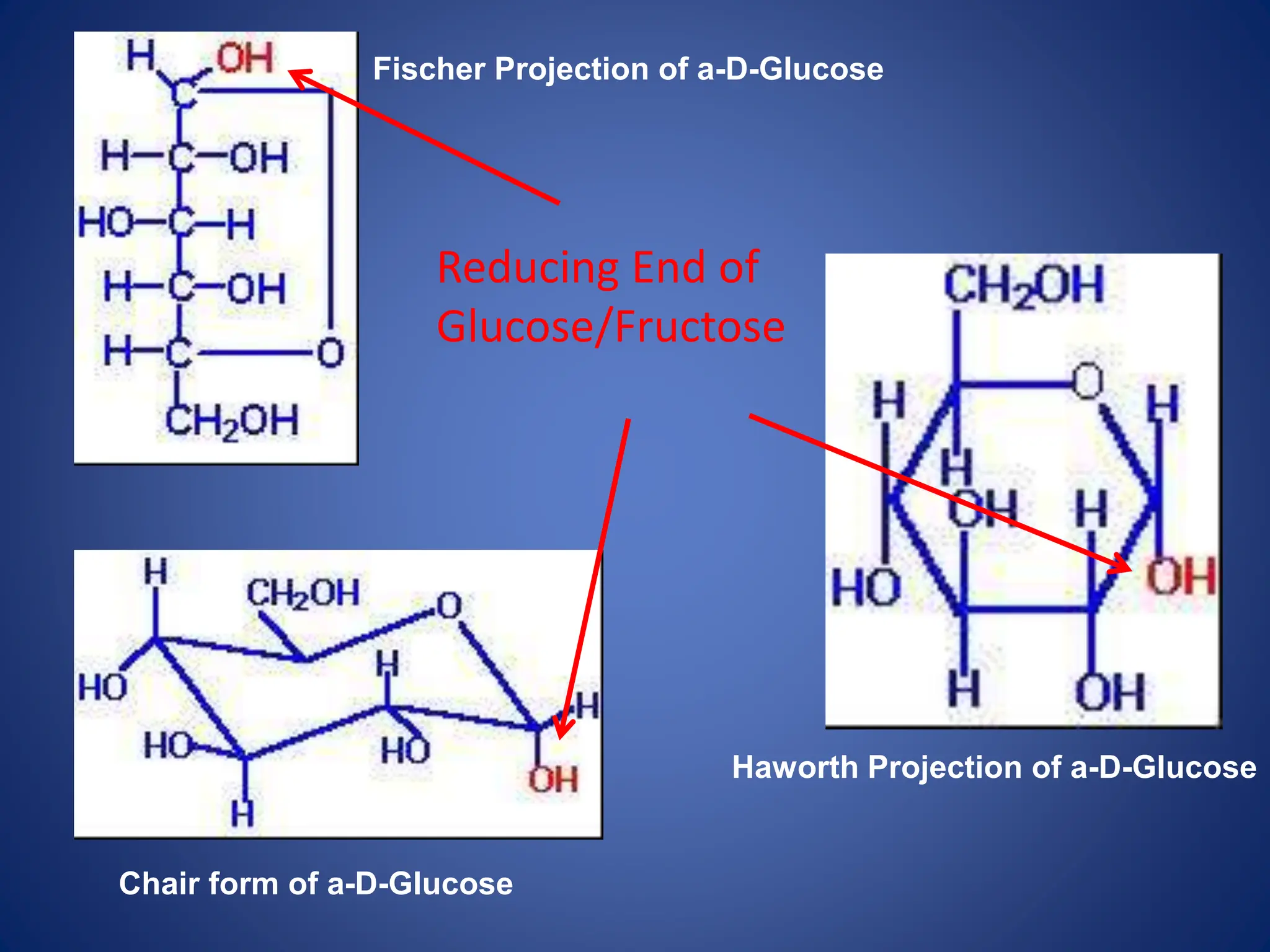 Sucrose Hydrolysis - Texa+.ppt biology and topic of biochemistry | PPT