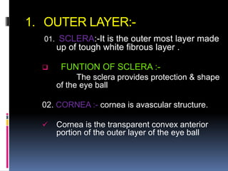 Sucturetr of eye | PPT