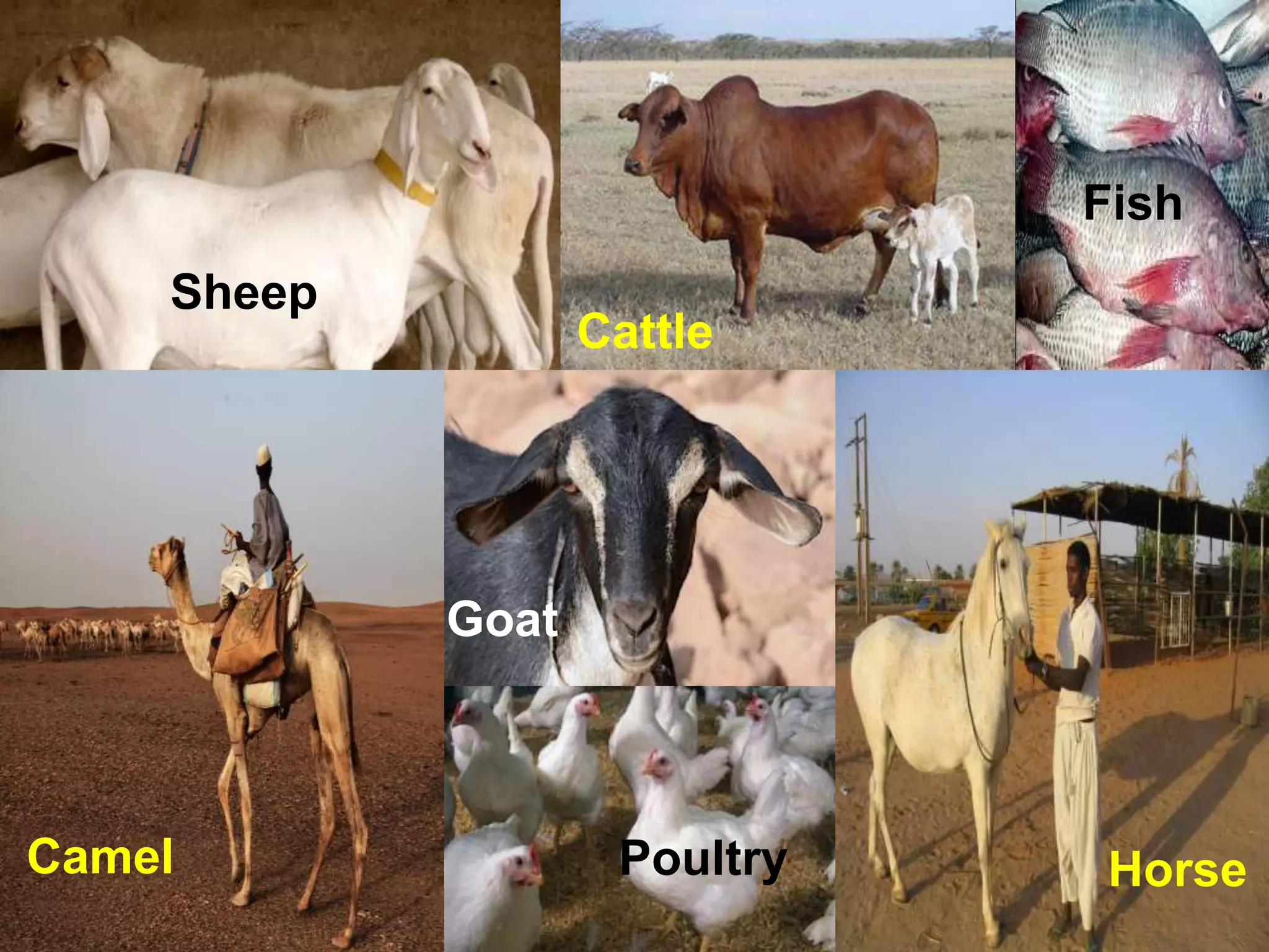 Sudan Report Presentation | PPTX