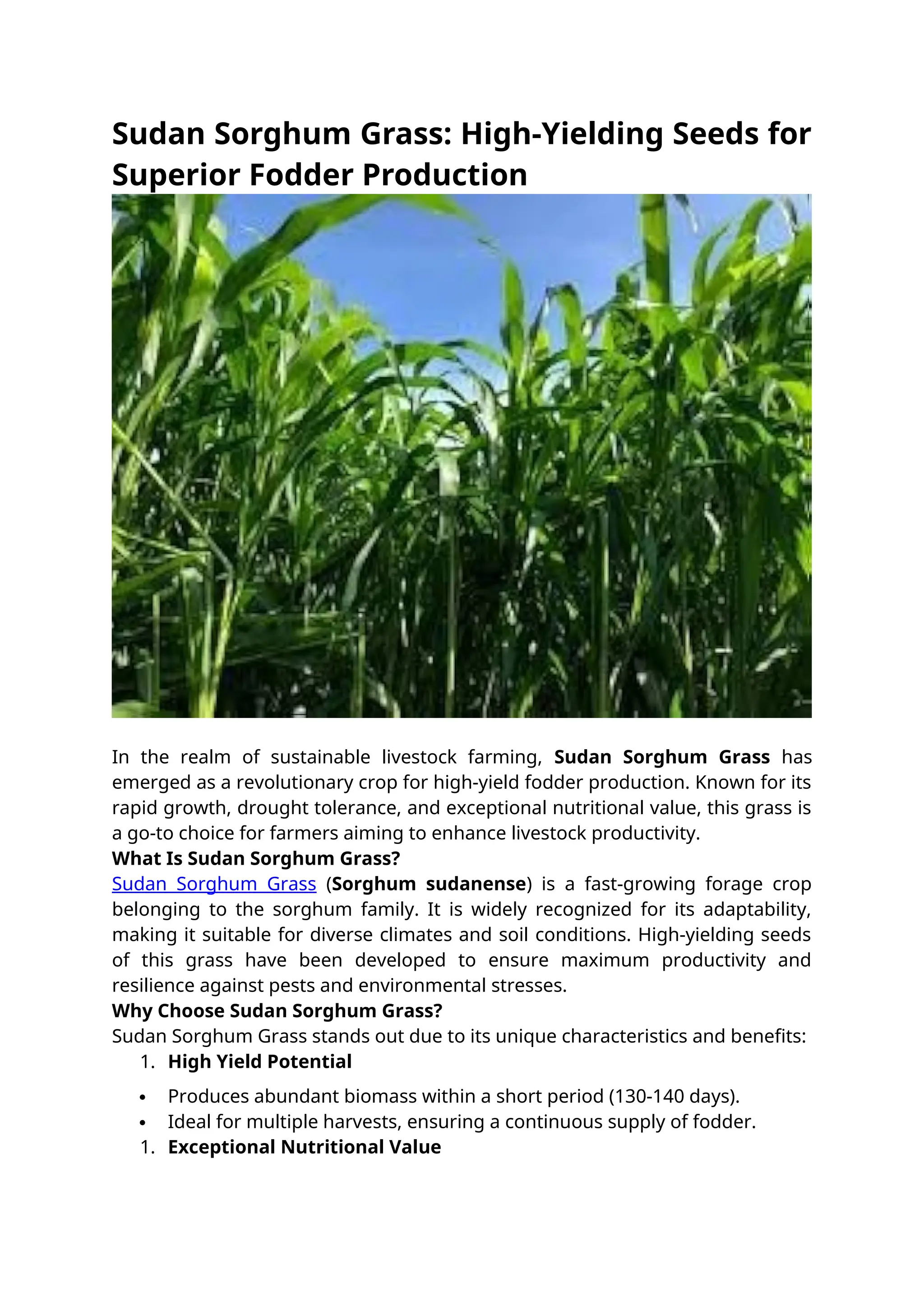 Sudan Sorghum Grass: High-Yielding Seeds for Superior Fodder Production | PDF