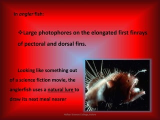 Bioluminescence | PPT