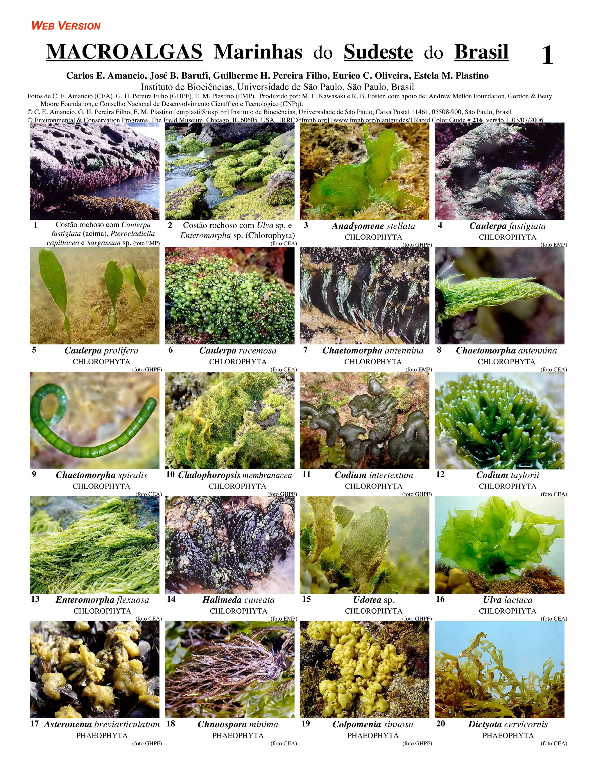 Sudeste do brasil - macroalgas marinhas [marine macroalgae] | PDF