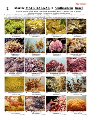 Sudeste do brasil - macroalgas marinhas [marine macroalgae] | PDF