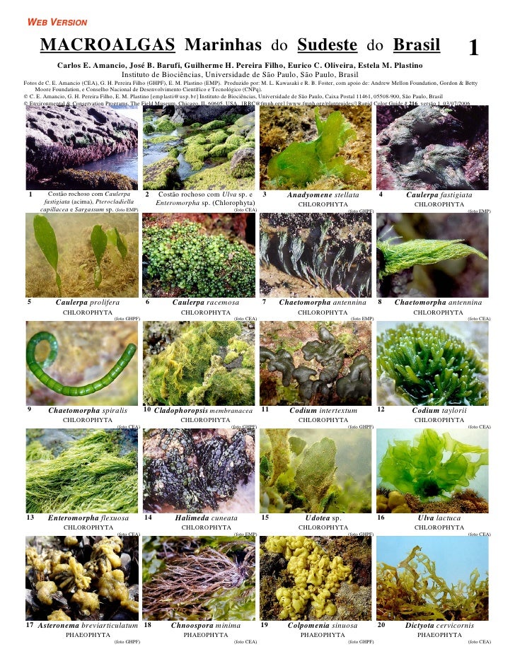 Sudeste do brasil - macroalgas marinhas [marine macroalgae]