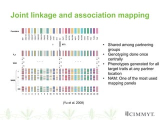 Genomic and enabling technologies in maize breeding for enhanced ...