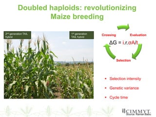 Genomic and enabling technologies in maize breeding for enhanced ...