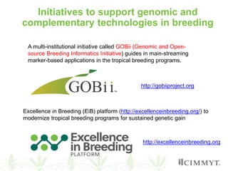 Genomic and enabling technologies in maize breeding for enhanced ...