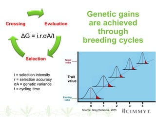 Genomic and enabling technologies in maize breeding for enhanced ...