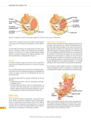 Suelo-Pelvico-12Supl-1.pdf pélvico anatomía | PDF