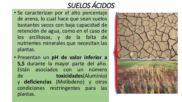 Suelo acido y su remediacion