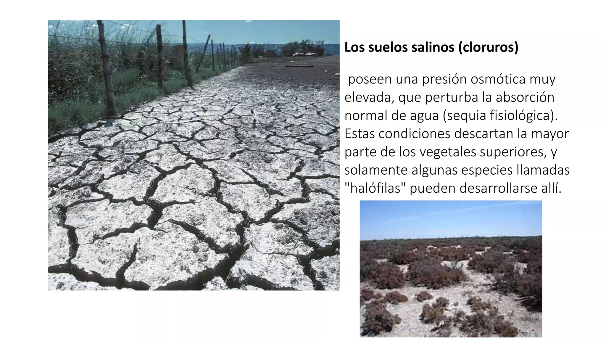 Suelo alcalino y salino | PPTX