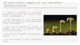 SUELO FERTIL PARA LA SIEMBRA CON LA UTILIZACION DE HUERTOS.pptx