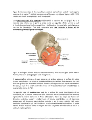 Anatomía funcional del suelo pelvico.pdf