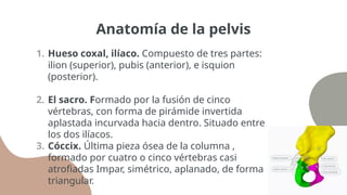 Anatomía de suelo pelvico en fisioterapia | PPTX