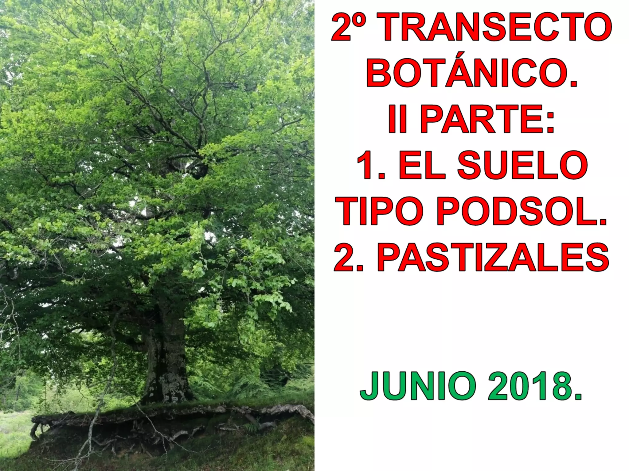 Suelo podsol. pastizales ala | PPT