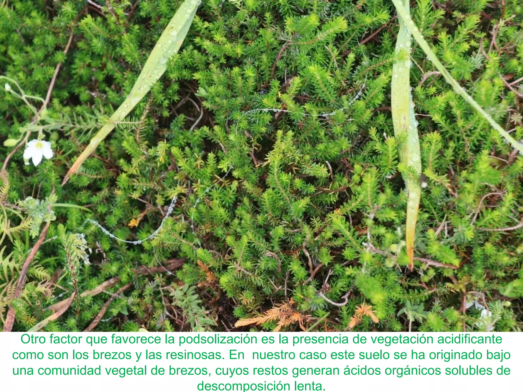 Suelo podsol. pastizales ala | PPT
