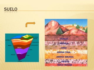 Suelos | PPTX