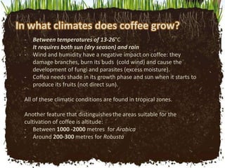 Types of soil and ideal conditions for growing coffee | PPTX