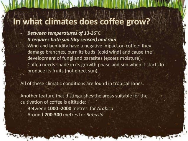 Types of soil and ideal conditions for growing coffee