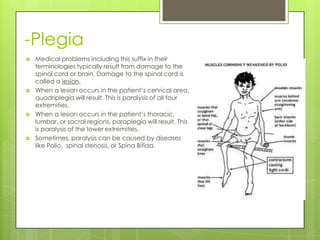 Suffixes associated with the nervous system | PPTX | Death, Injury, or ...