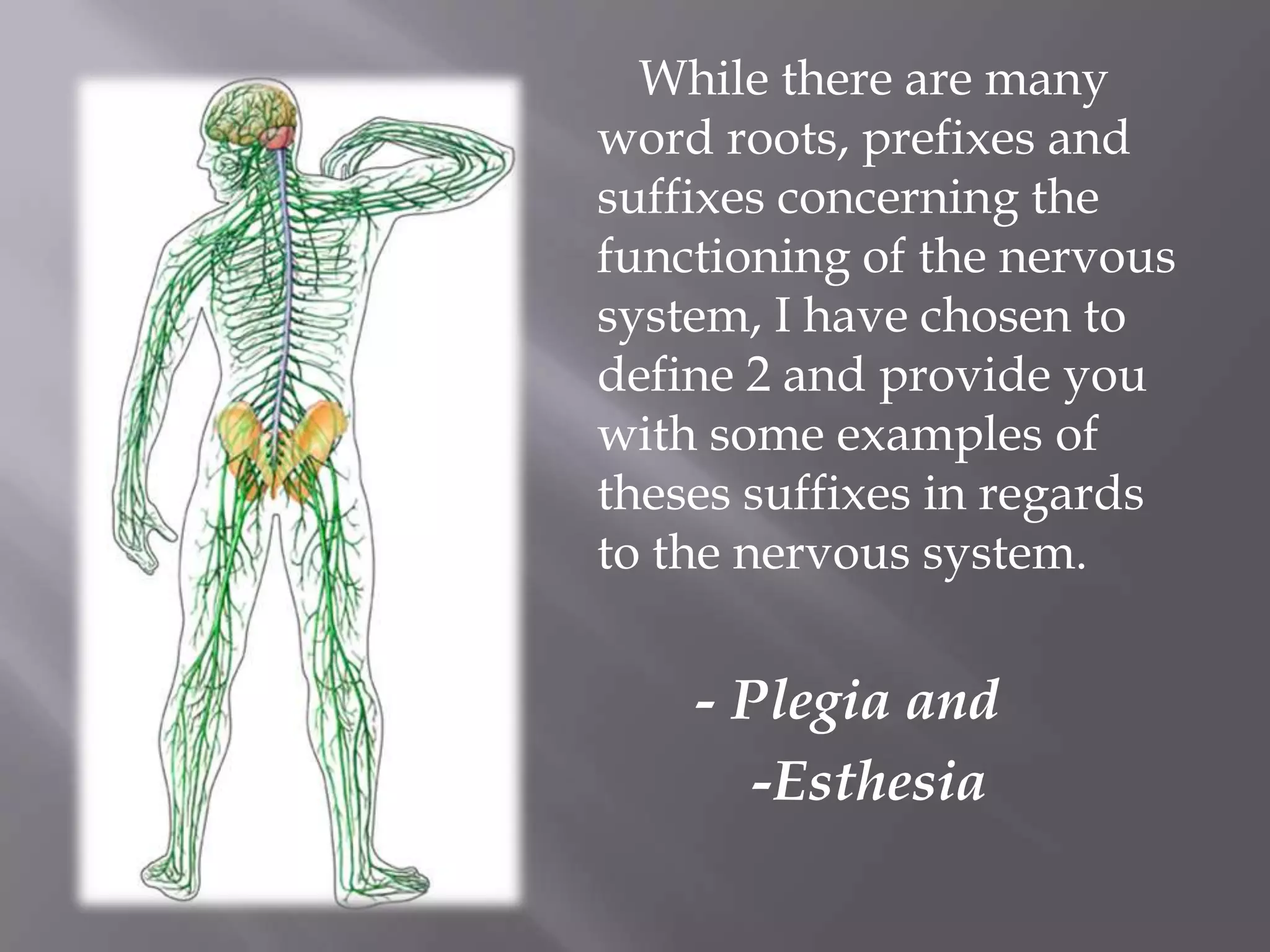 Suffixes of the Nervous System | PPT