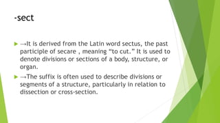 Anatomical : suffix of anatomy | PPT
