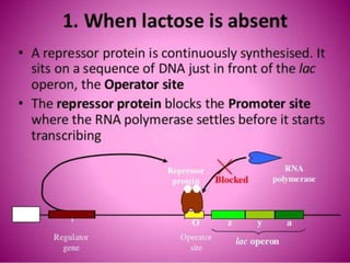 Lac Operon | PPT
