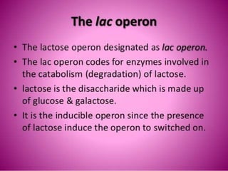 Lac Operon | PPT