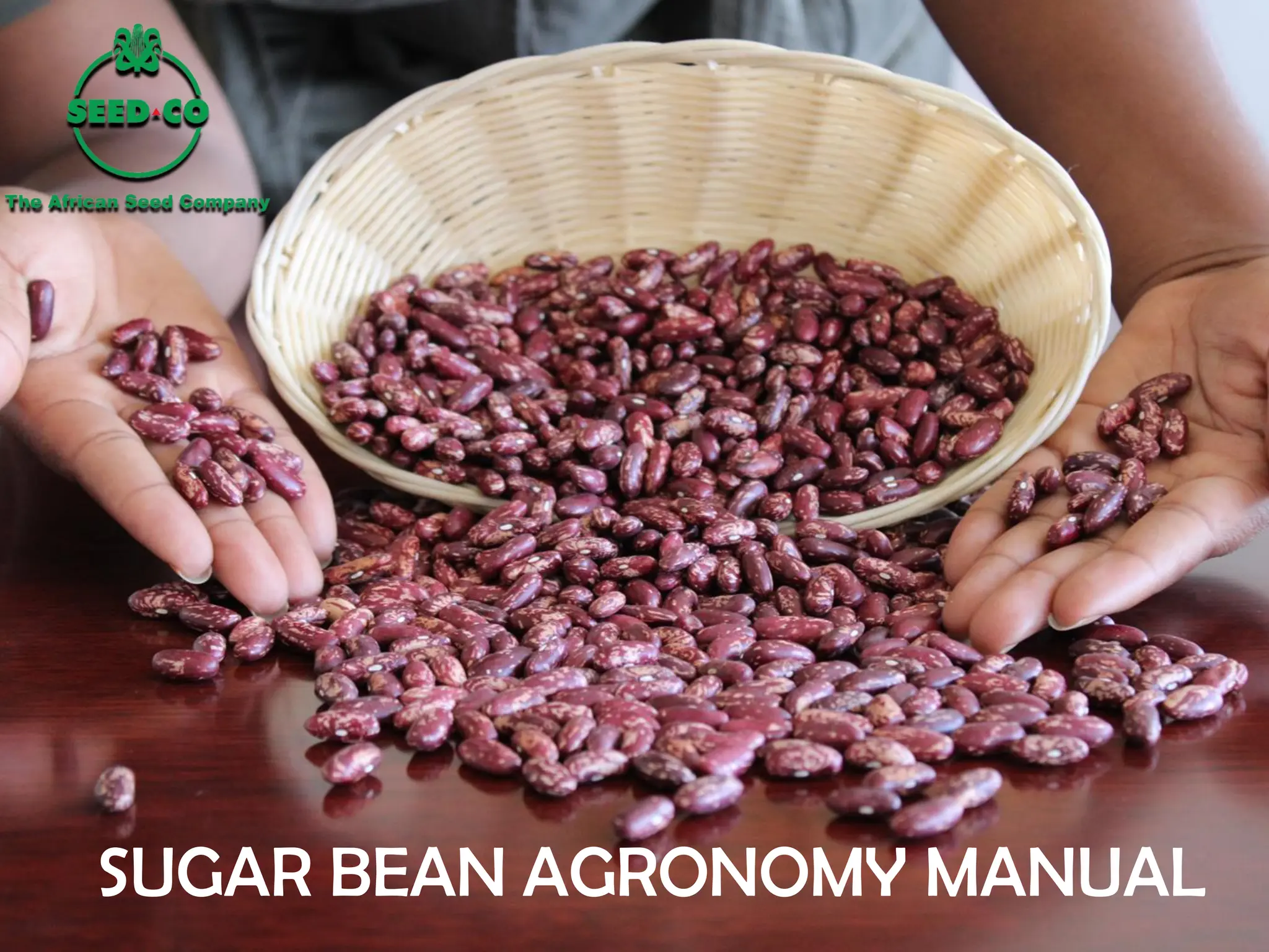 Sugar-Bean-Production-Manual. Helping small | PDF