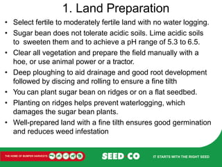 Sugar-Bean-Production-Manual. Helping small | PDF