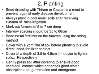 Sugar-Bean-Production-Manual. Helping small | PDF