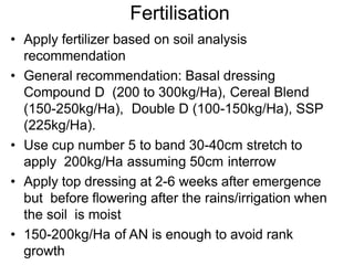 Sugar-Bean-Production-Manual. Helping small | PDF
