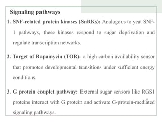 Sugar-Sensing Mechanism in plants....pptx